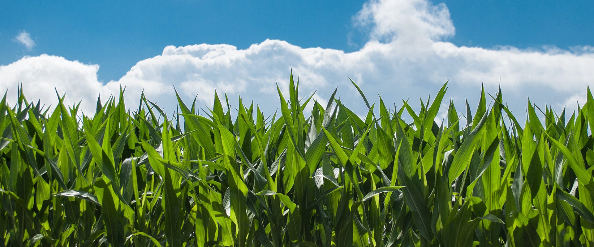 Home Page | Augusta Seed | Independent Seed Company